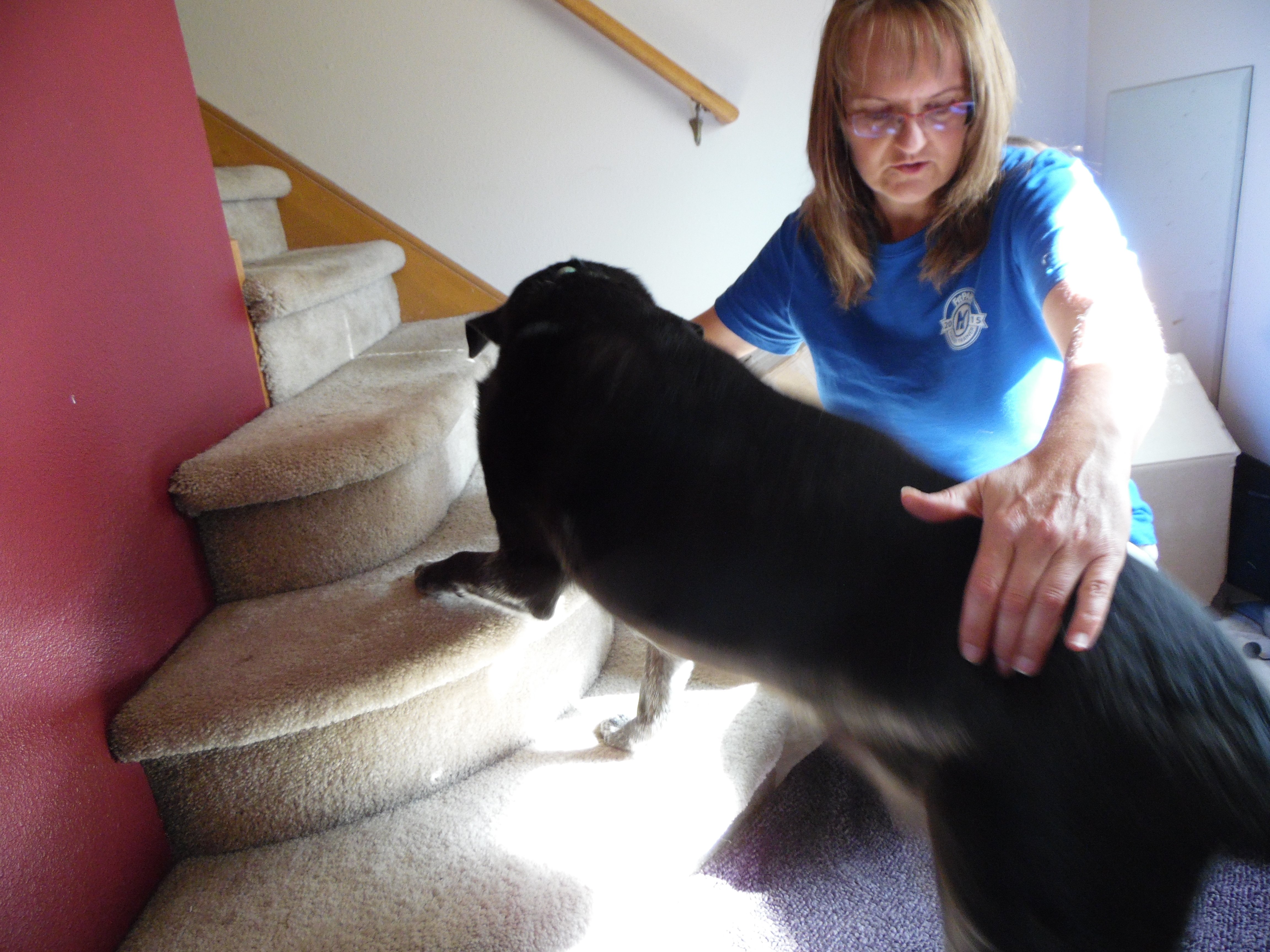 The Number 1 Exercise All Dogs Should Do - K9 Fitness Works