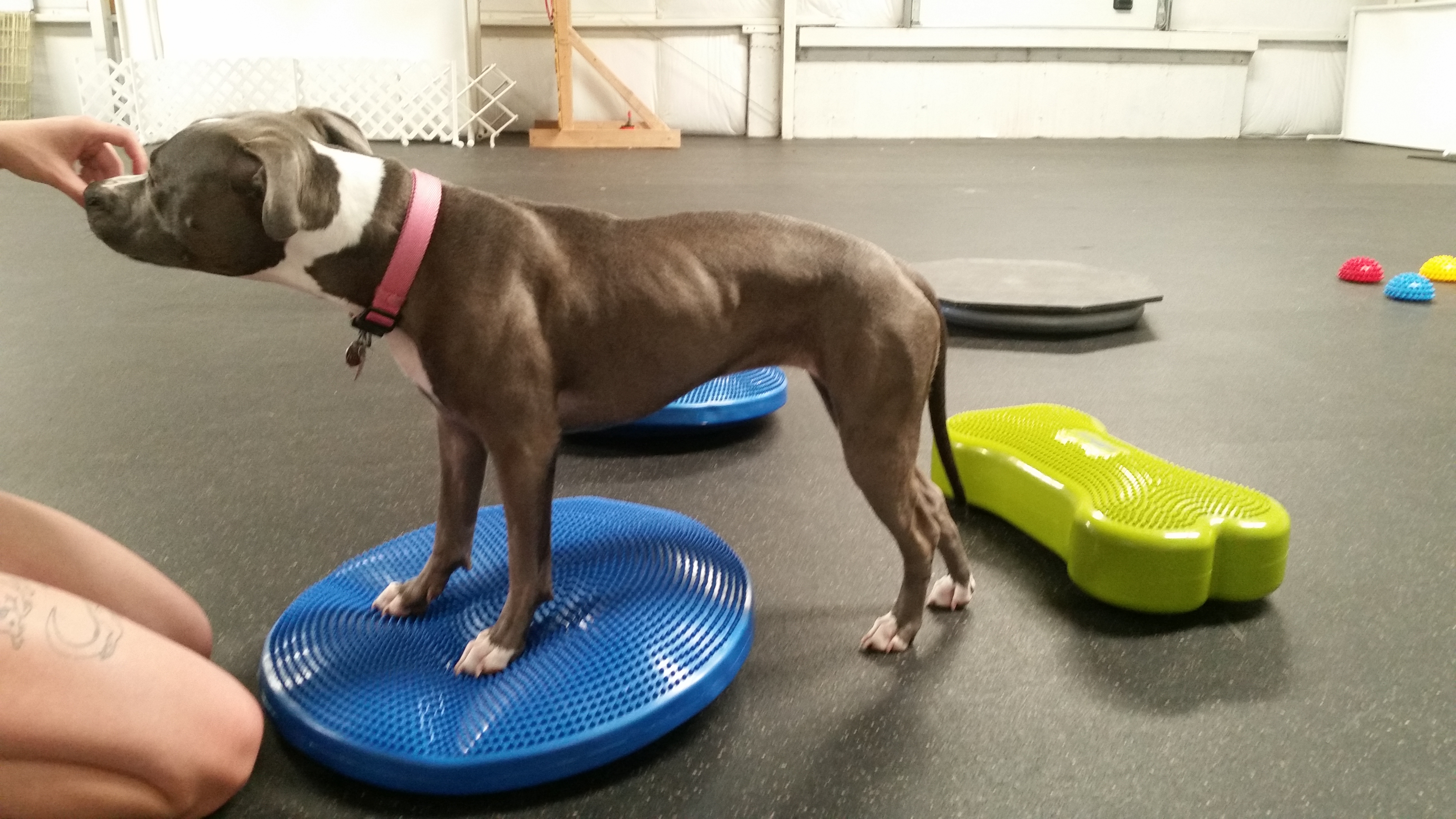 Services - K9 Fitness Works