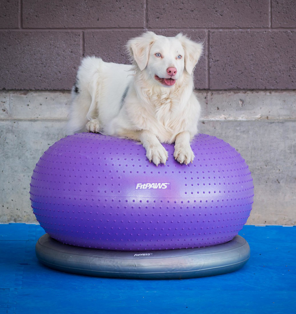 Dog Fitness Equipment - K9 Fitness Works