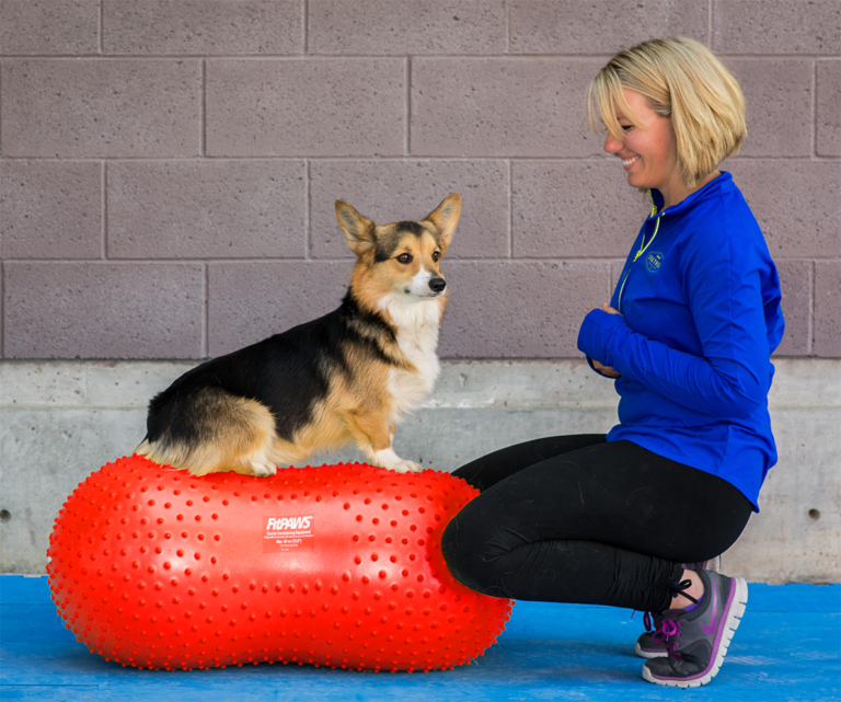 Dog Fitness Equipment - K9 Fitness Works