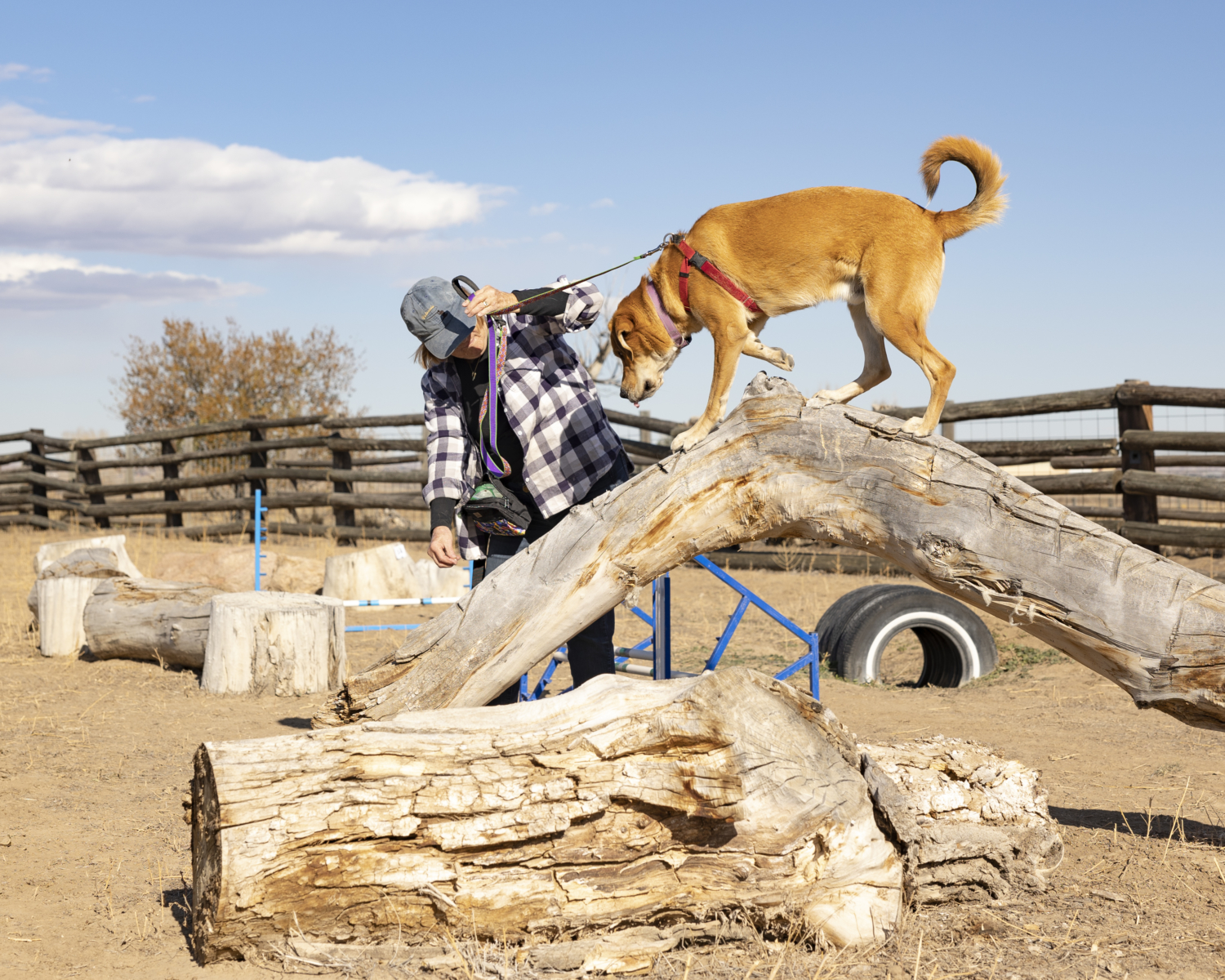 Athletic Dog Conditioning - K9 Fitness Works